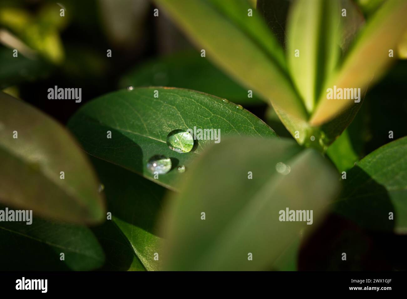 Macro raindrops background. Beautiful natural mesmerizing background ...