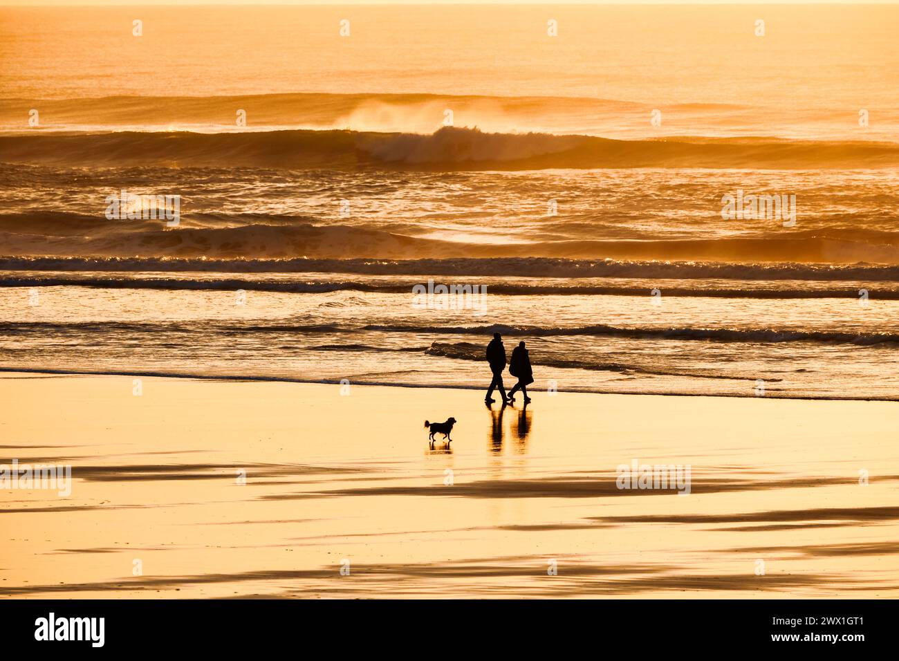 Beautiful sunset walking on the beach with pets dogs hi-res stock ...