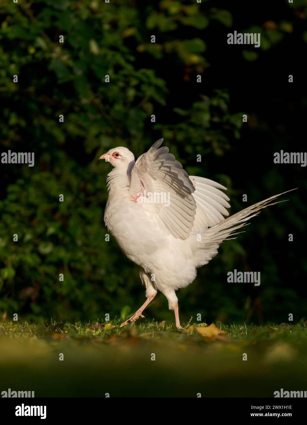 Leucistic birds hi-res stock photography and images - Alamy