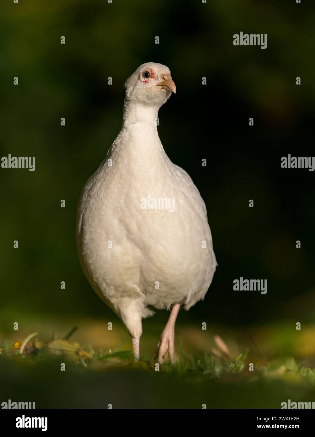 Leucistic birds hi-res stock photography and images - Alamy