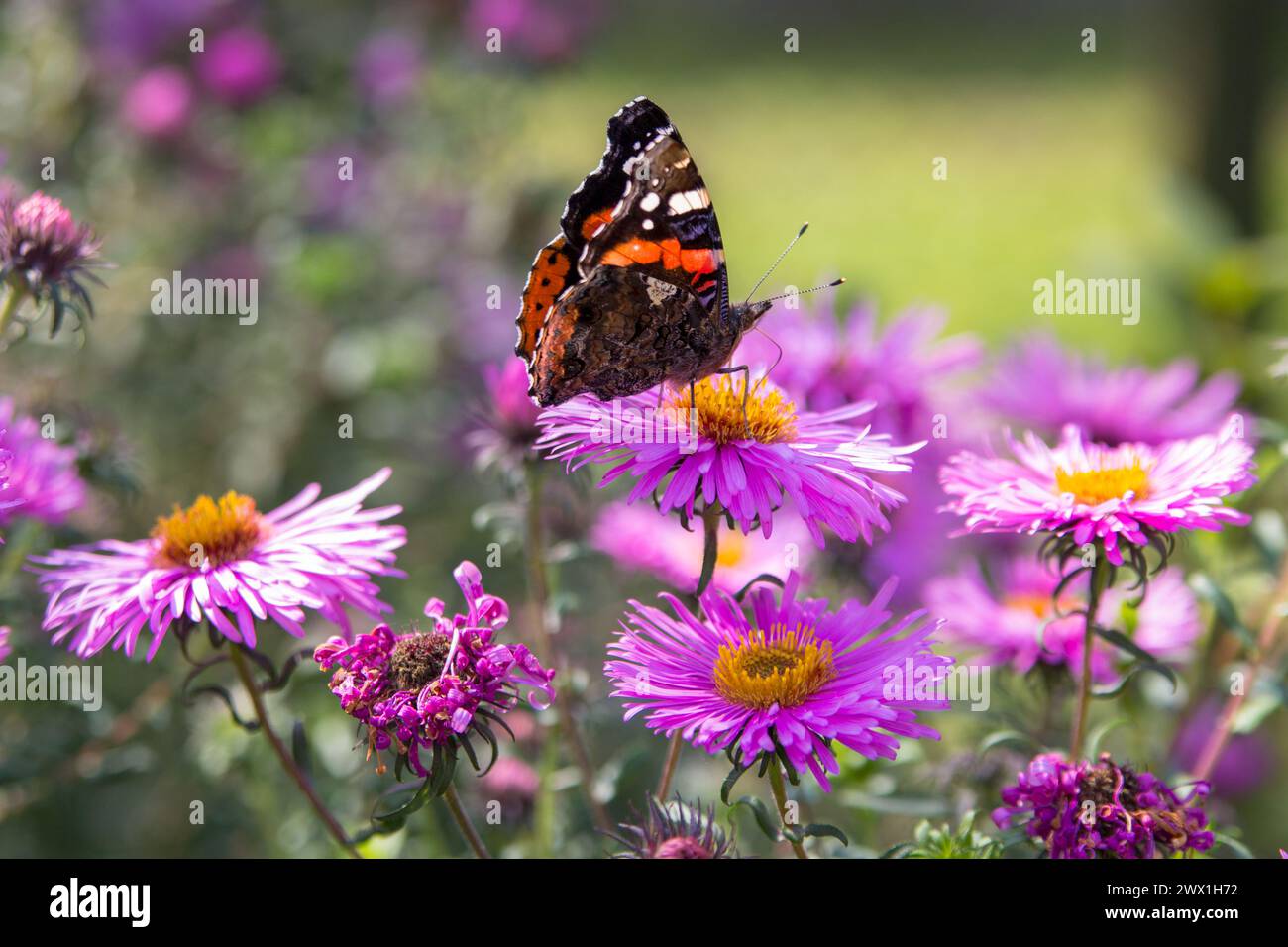 Butterfly garden plant hi-res stock photography and images - Alamy