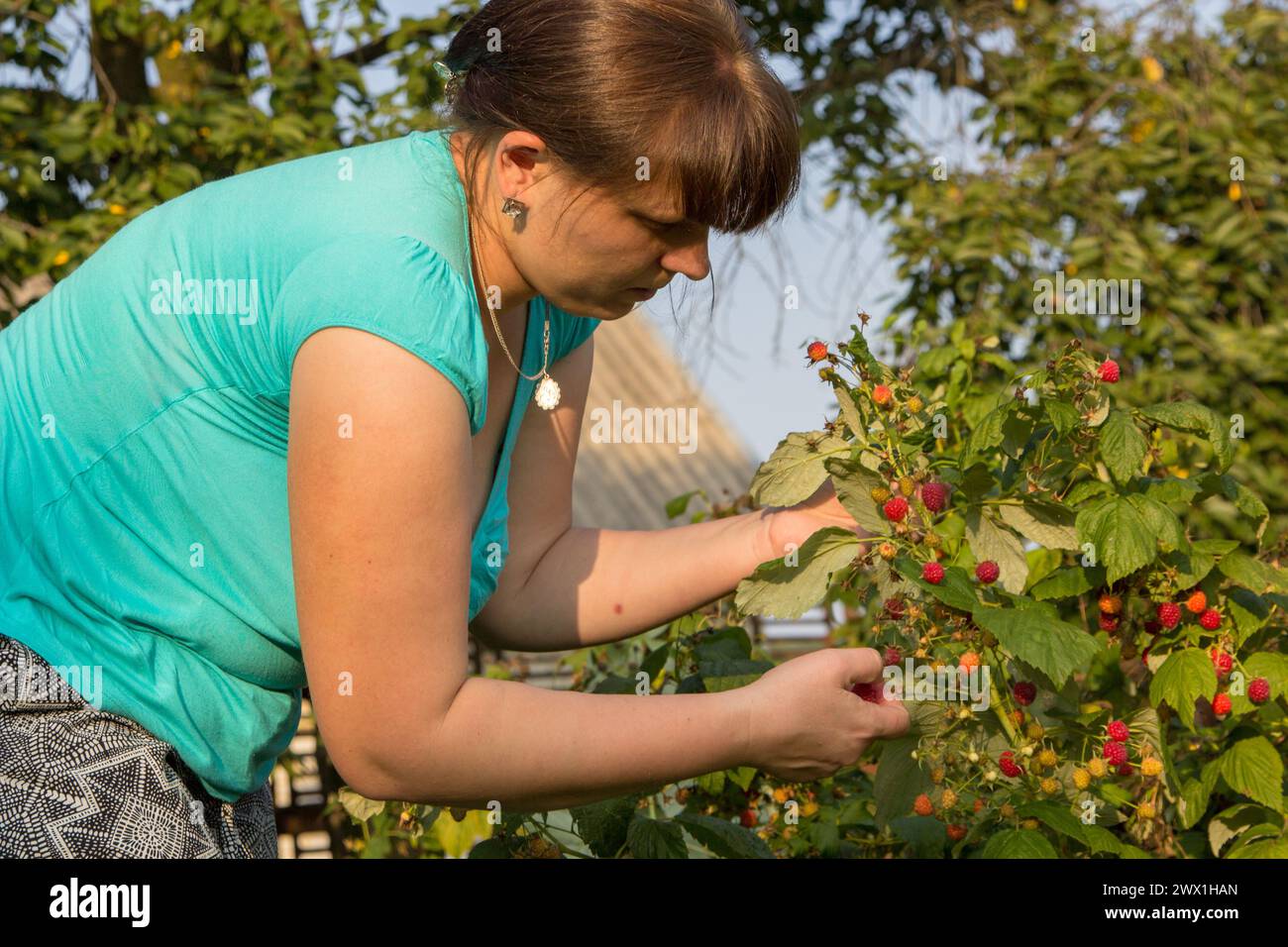 A woman works in a garden collecting raspberry ripe, picking raspberry picking Stock Photo - Alamy
