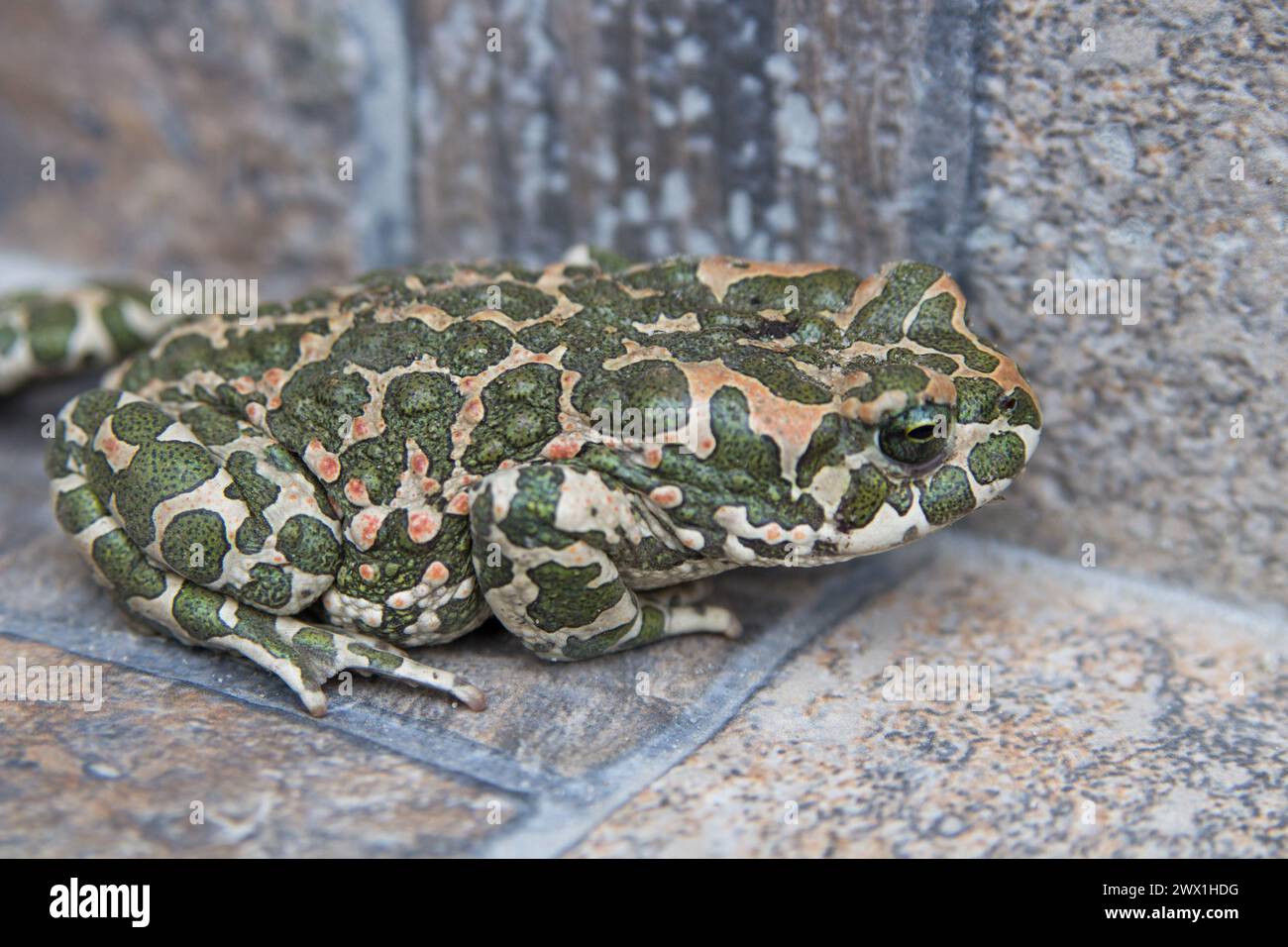 The frog sits on a rock and hunting for flies, Bufo viridis Stock Photo ...