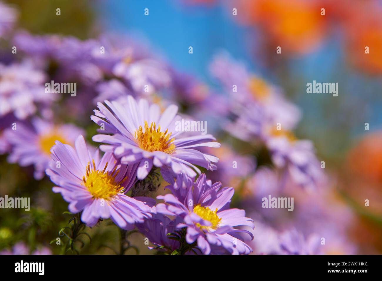 purple alpine aster in colorful blurred focus in the garden blooms in ...