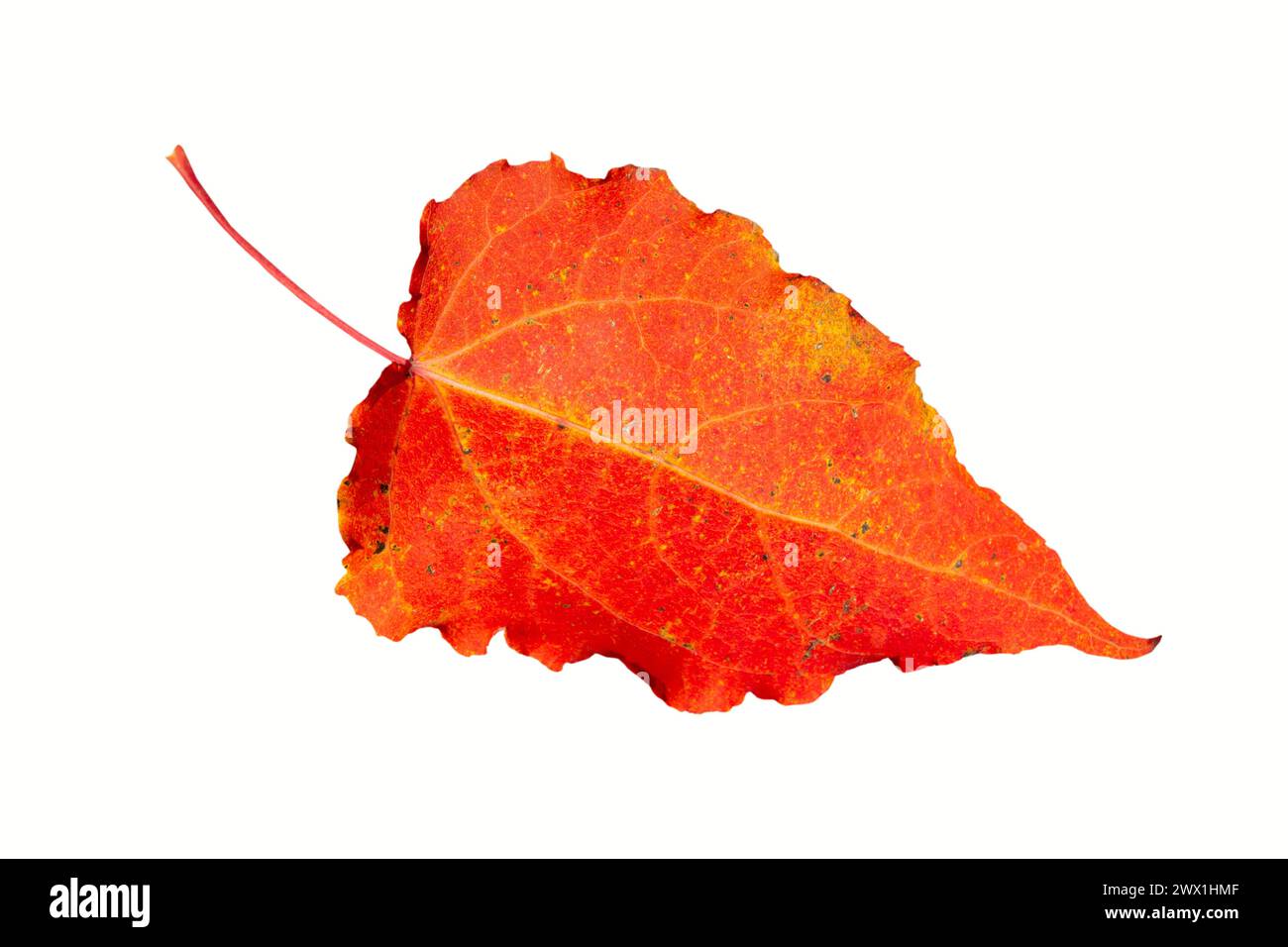 one autumn leaf isolated on white background Stock Photo - Alamy