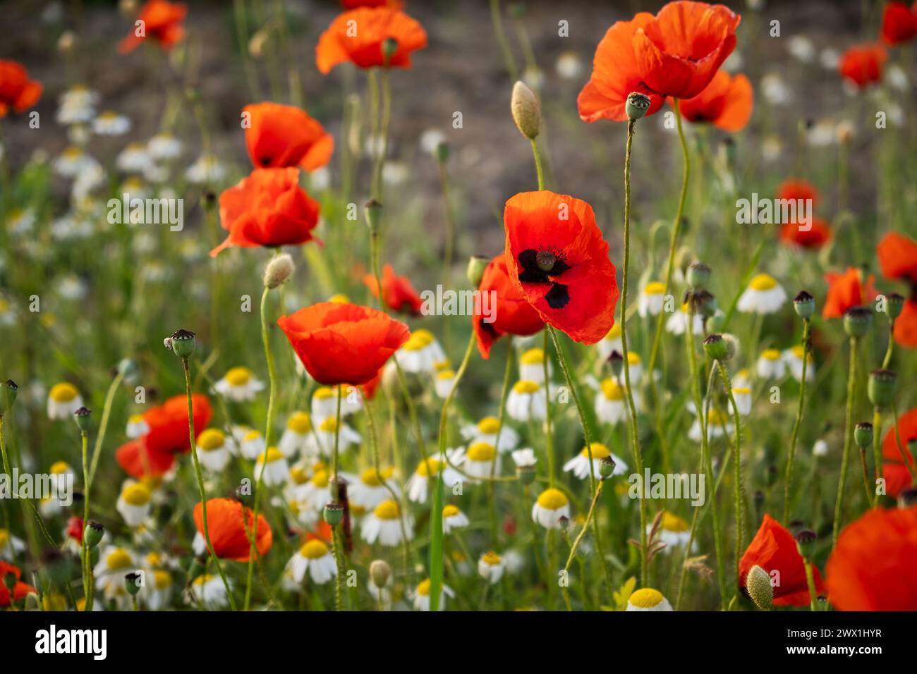 Red poppy field sunset hi-res stock photography and images - Alamy