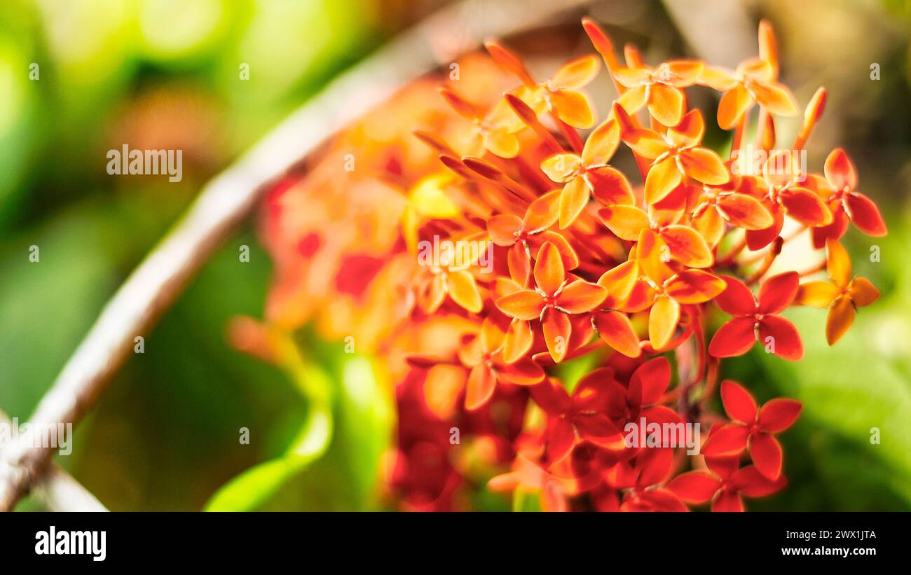 Colors of Nature Stock Photo - Alamy