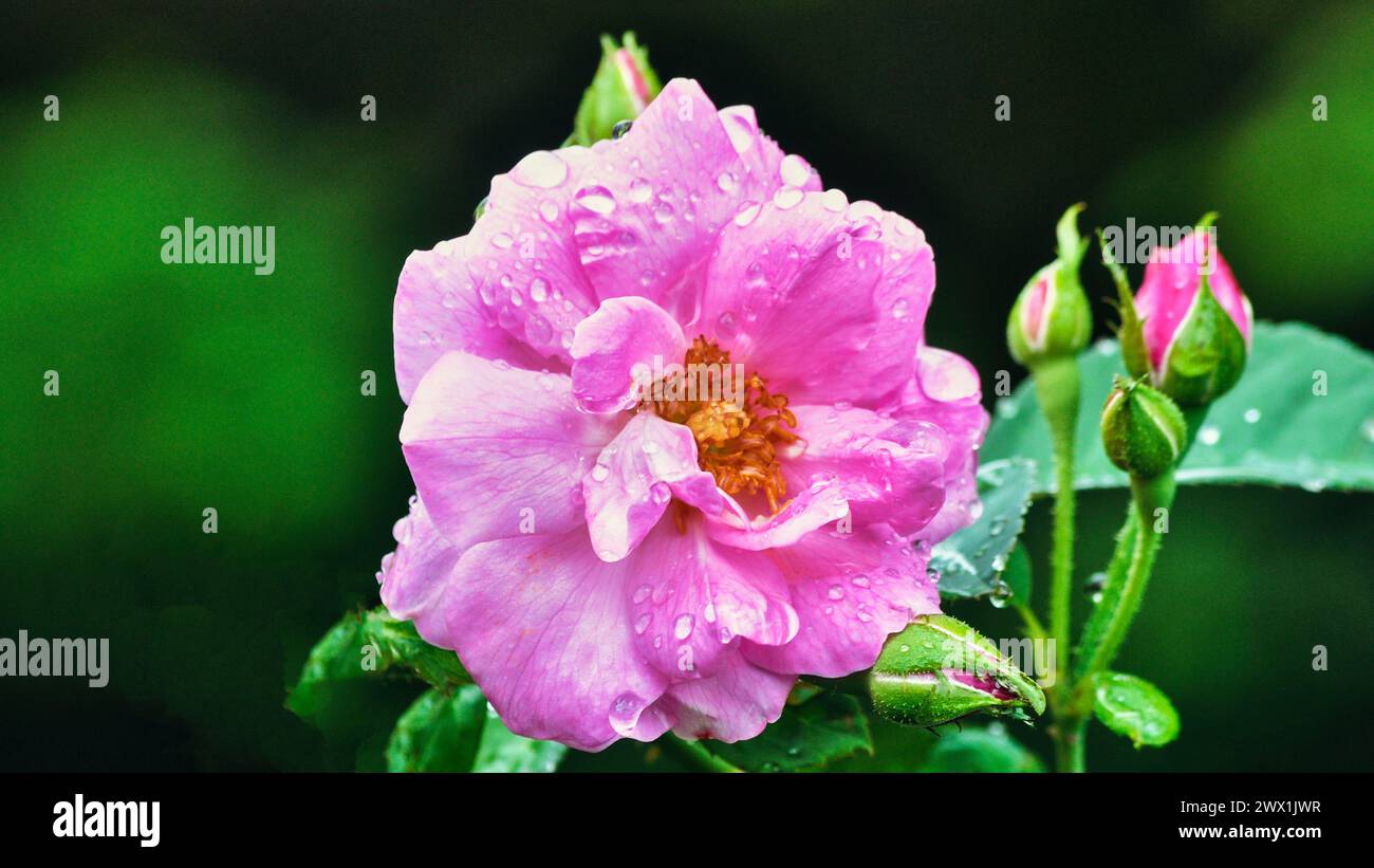 Colors of Nature Stock Photo - Alamy