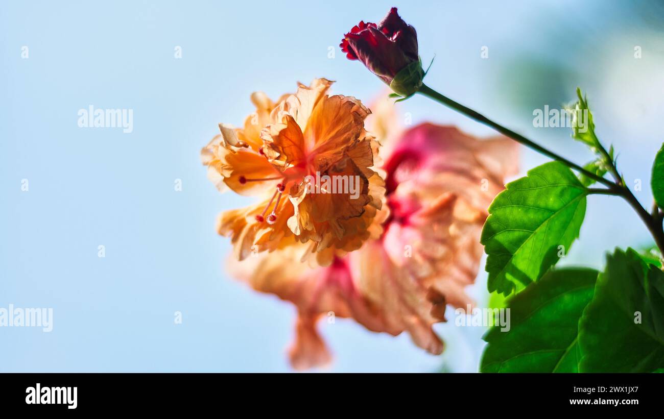 Colors of Nature Stock Photo - Alamy