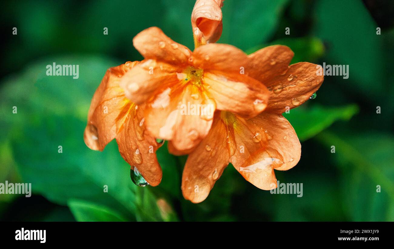 Colors of Nature Stock Photo - Alamy