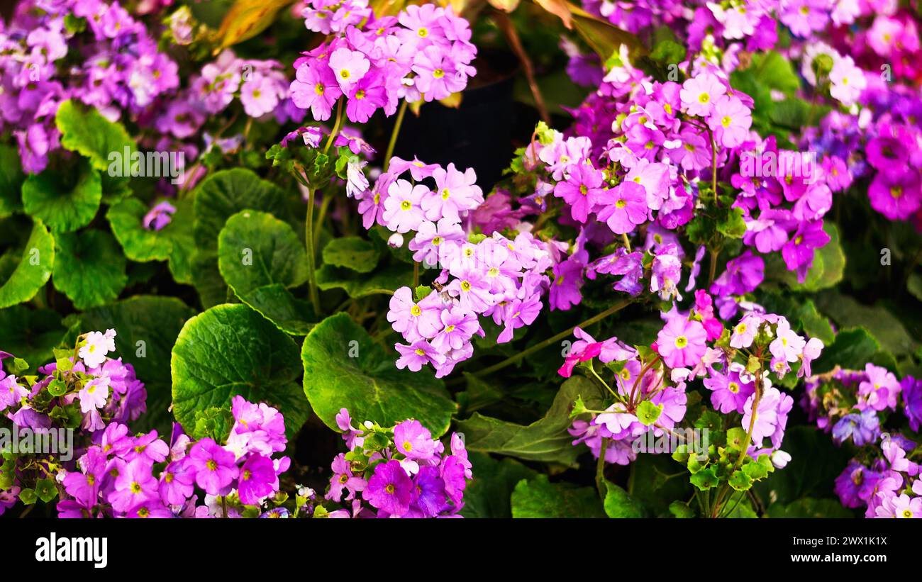 Colors of Nature Stock Photo - Alamy