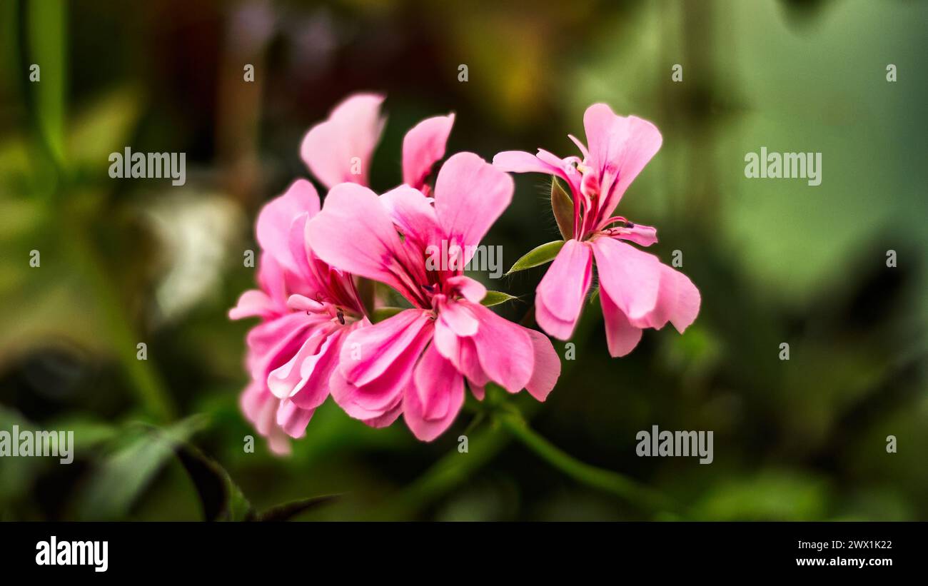 Colors of Nature Stock Photo - Alamy