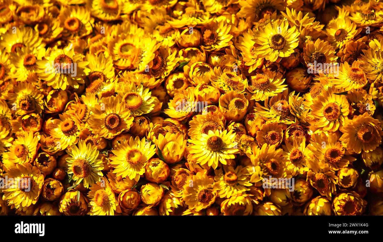 Colors of Nature Stock Photo - Alamy