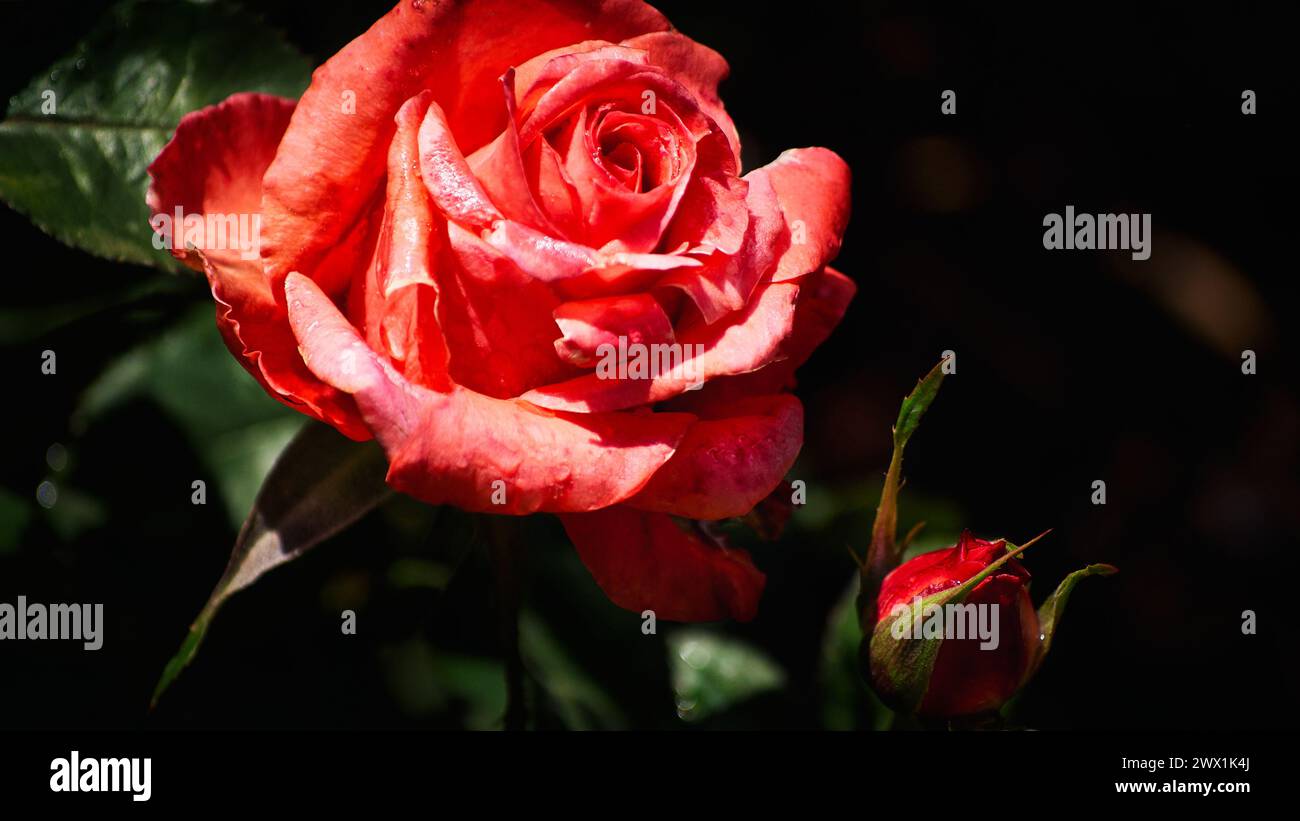 Colors_of_nature hi-res stock photography and images - Alamy