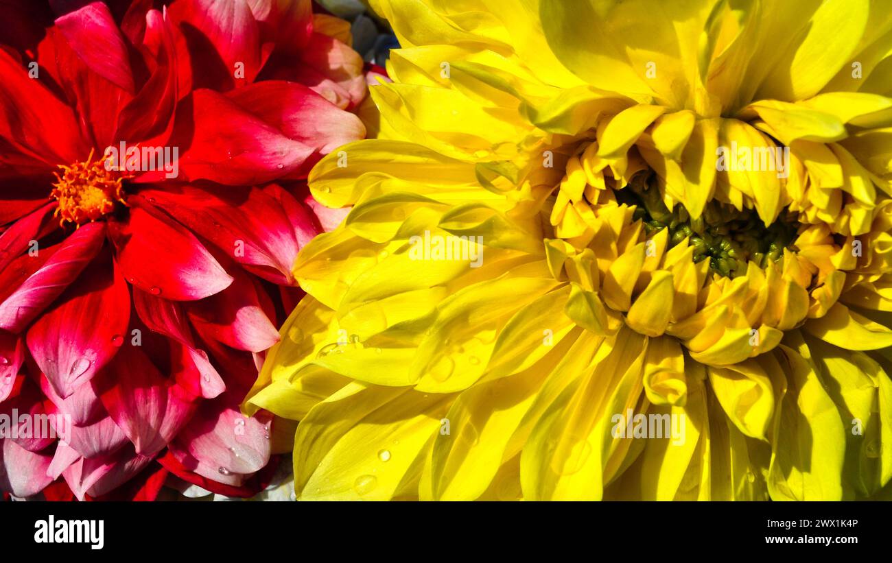 Colors of Nature Stock Photo - Alamy