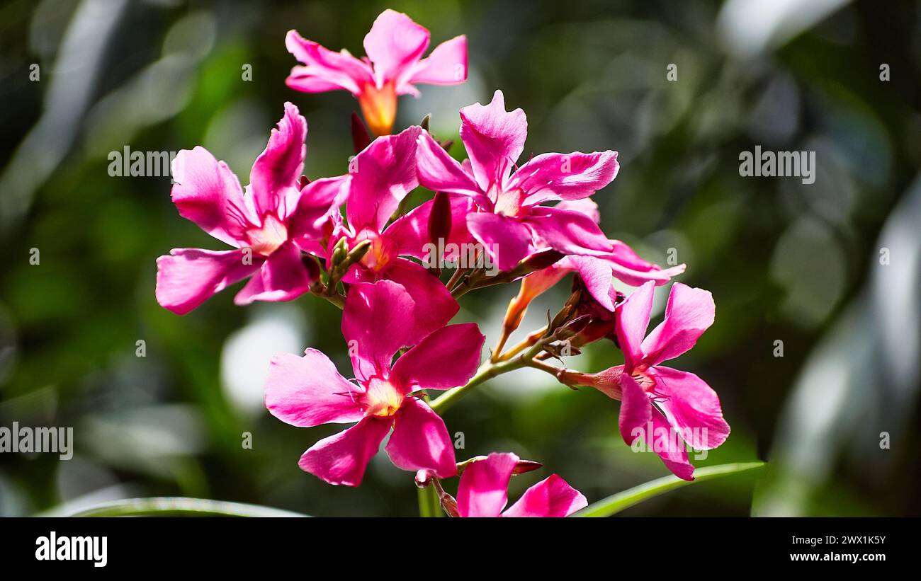 Colors of Nature Stock Photo - Alamy