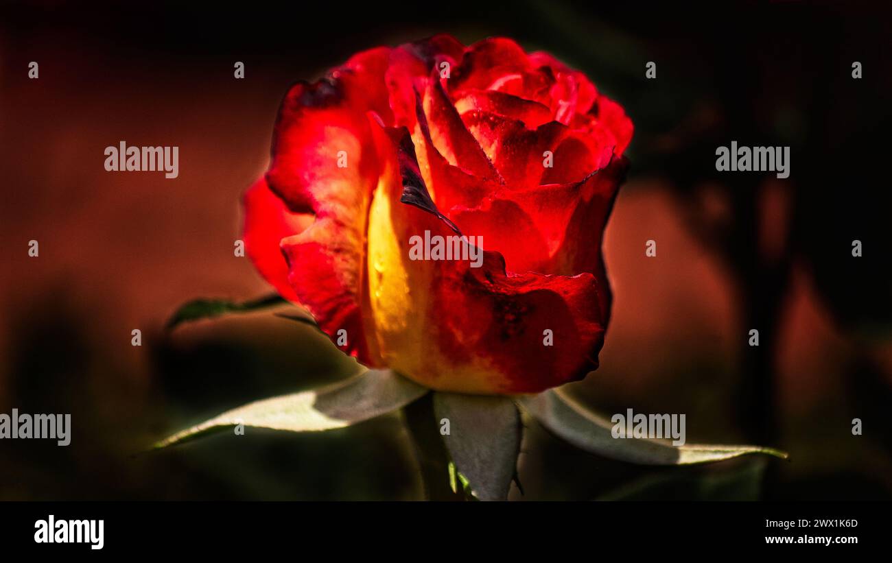 Colors of Nature Stock Photo - Alamy