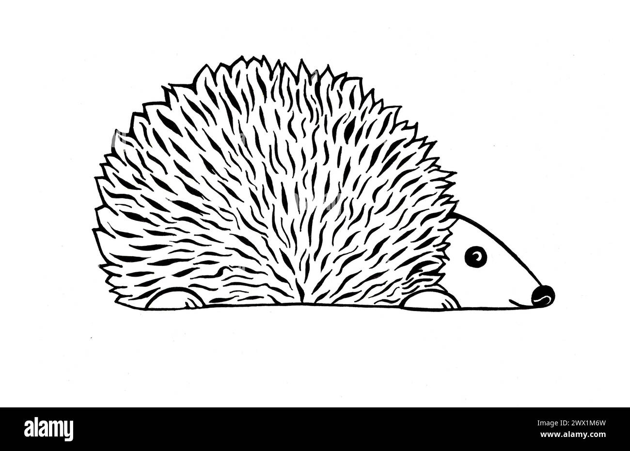 Illustration of a hedgehog isolated on a white background. Stylization ...