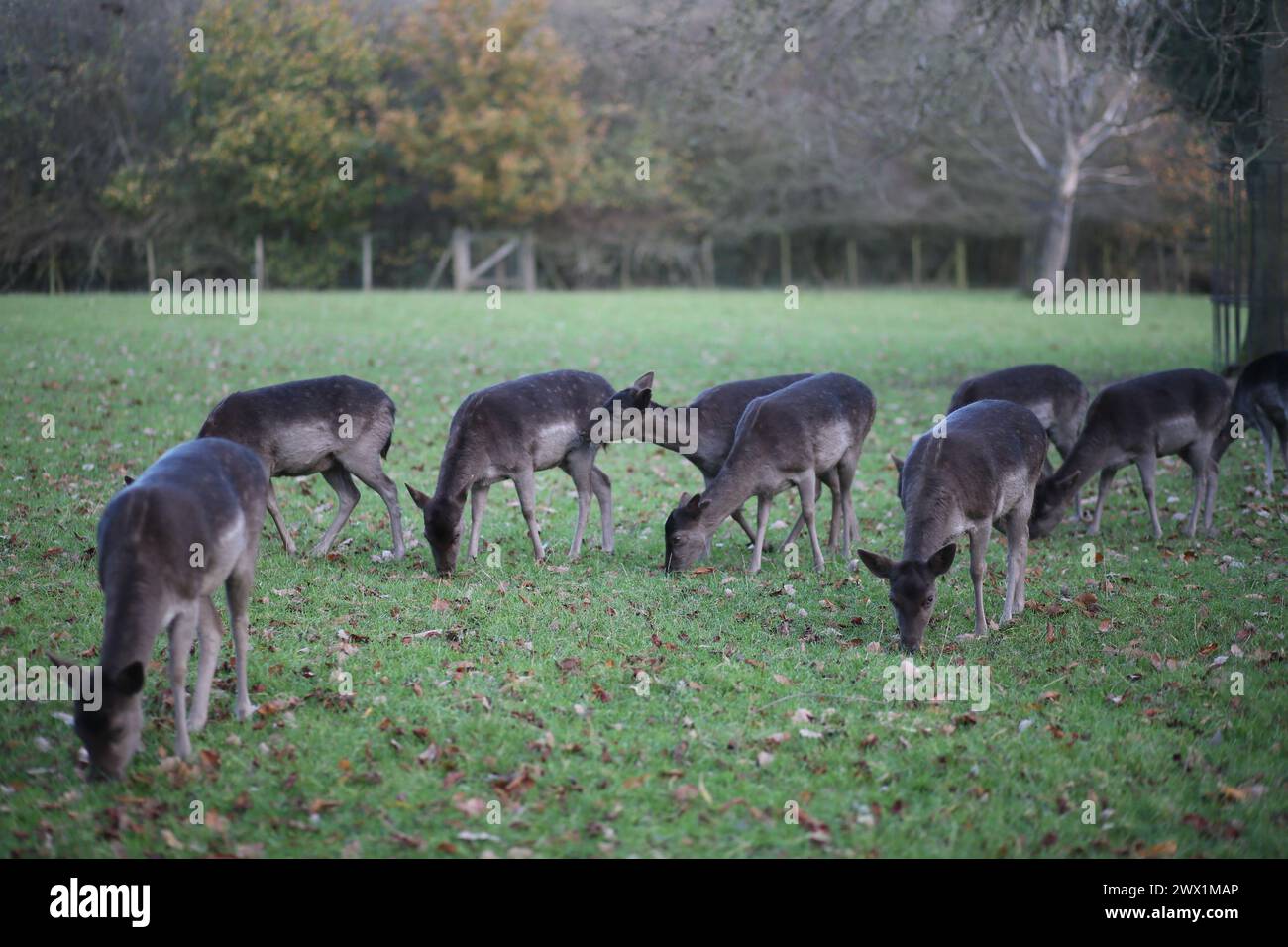 Herd harmony hi-res stock photography and images - Alamy