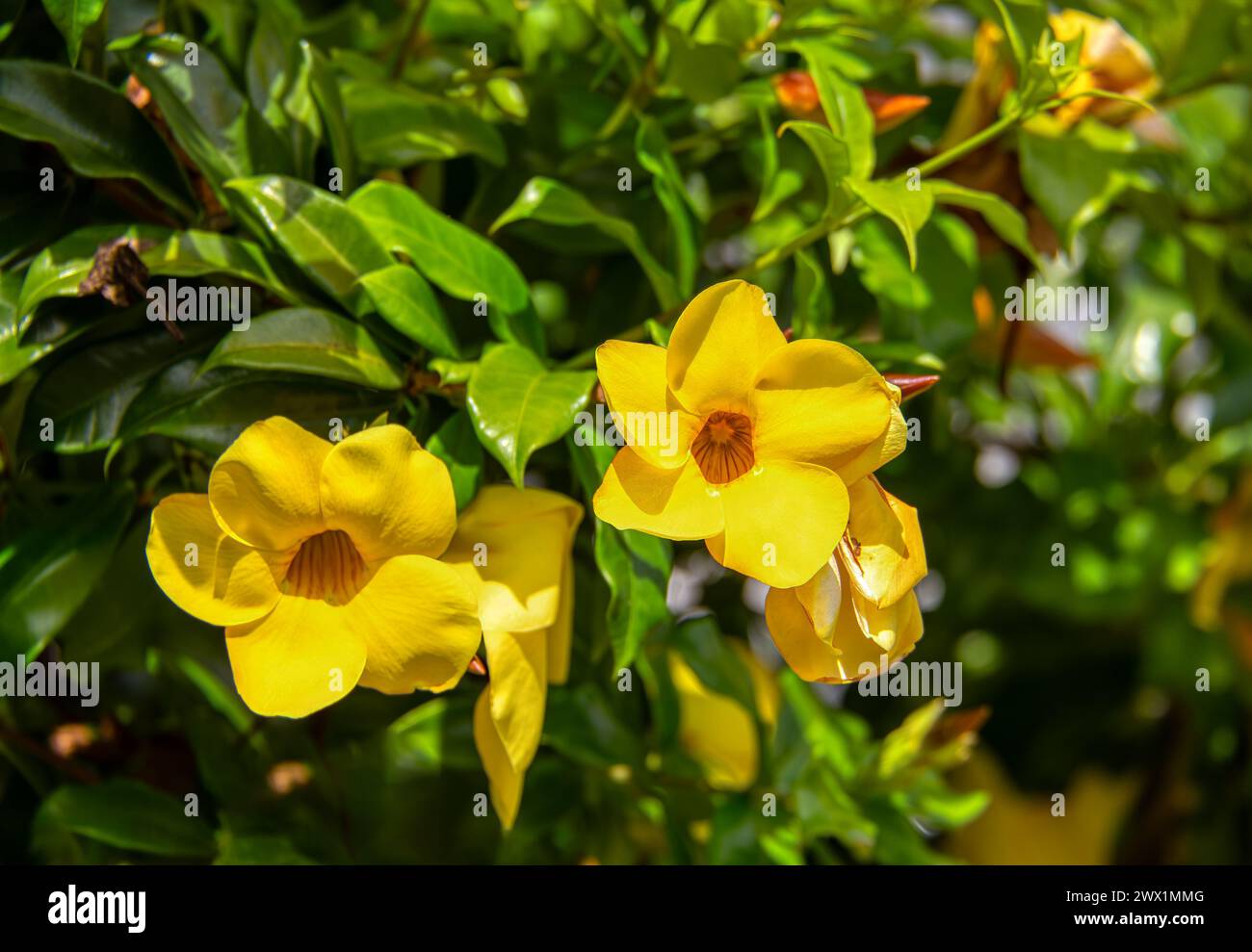 Allamanda schottii flower, commonly known as bush allamanda, is a shrub ...