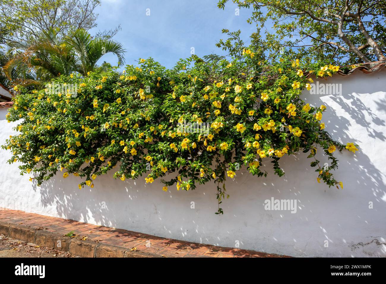 Allamanda schottii flower, commonly known as bush allamanda, is a shrub ...
