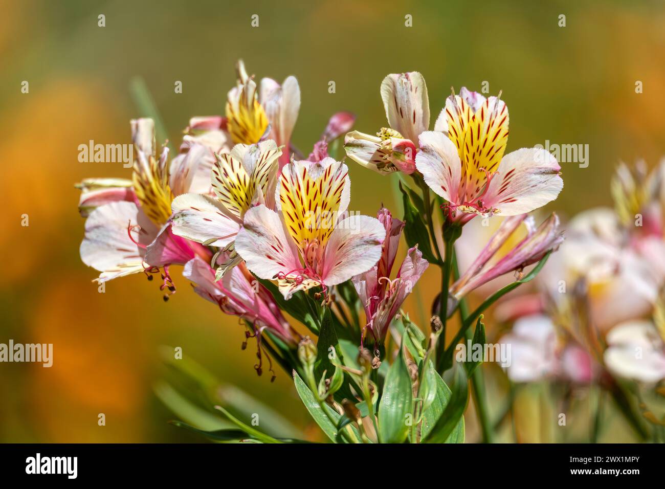 Alstroemeria ligtu, flower species of flowering plant in the family ...