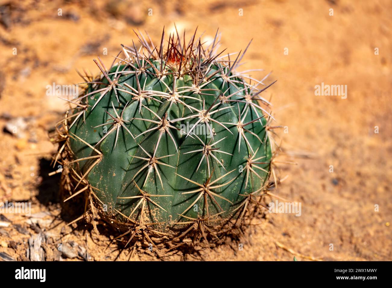 Melocactus curvispinus, known as the Turks cap cactus, or Popes head ...