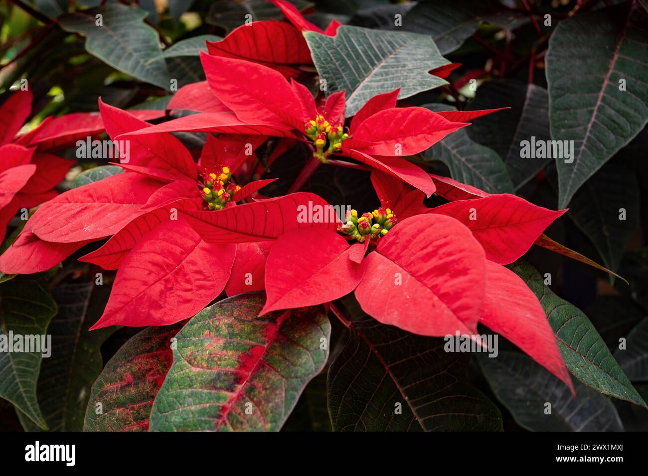 Flower Poinsettia (Euphorbia pulcherrima), commercially important ...