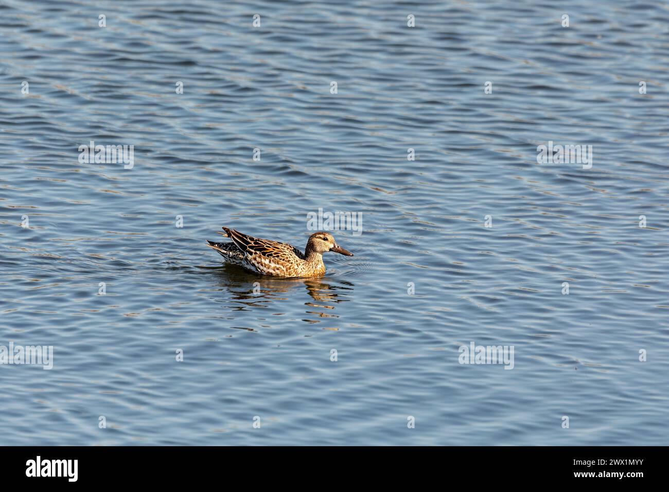 Female of Garganey (Spatula querquedula), small dabbling duck. It ...