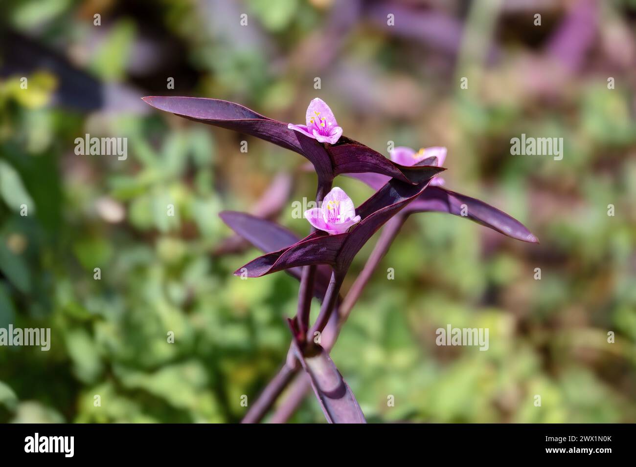 Tradescantia pallida, species of spiderwort flower. Commonly called ...
