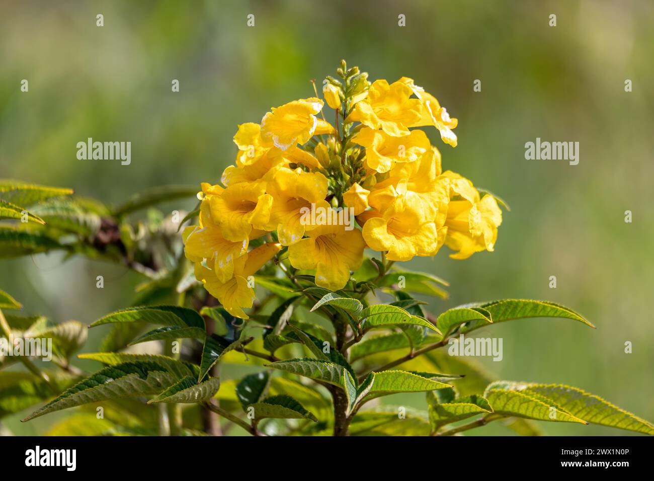 Tecoma stans, flower yellow trumpetbush, yellow bells or yellow elder ...