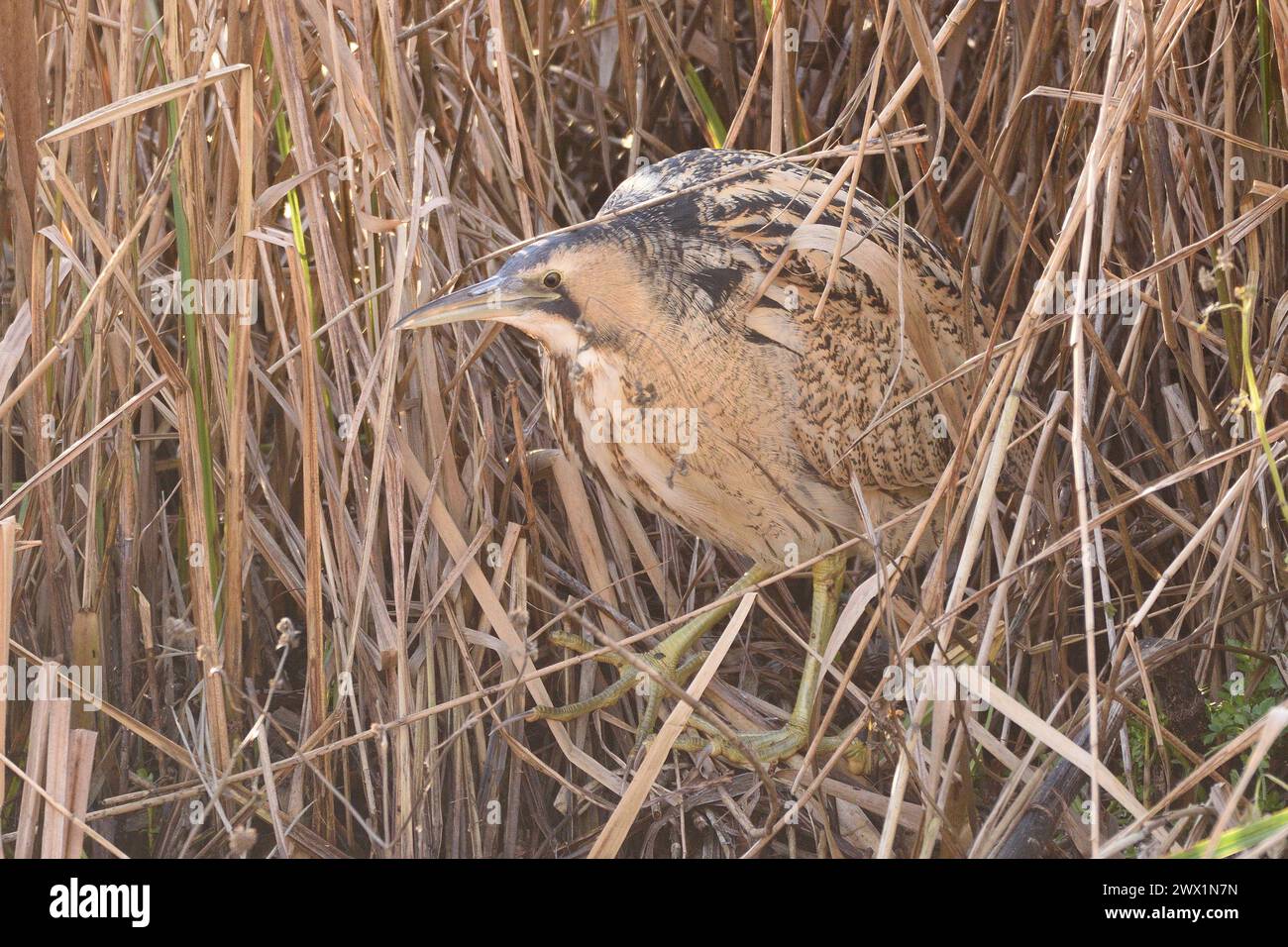 Skulking bird hi-res stock photography and images - Alamy