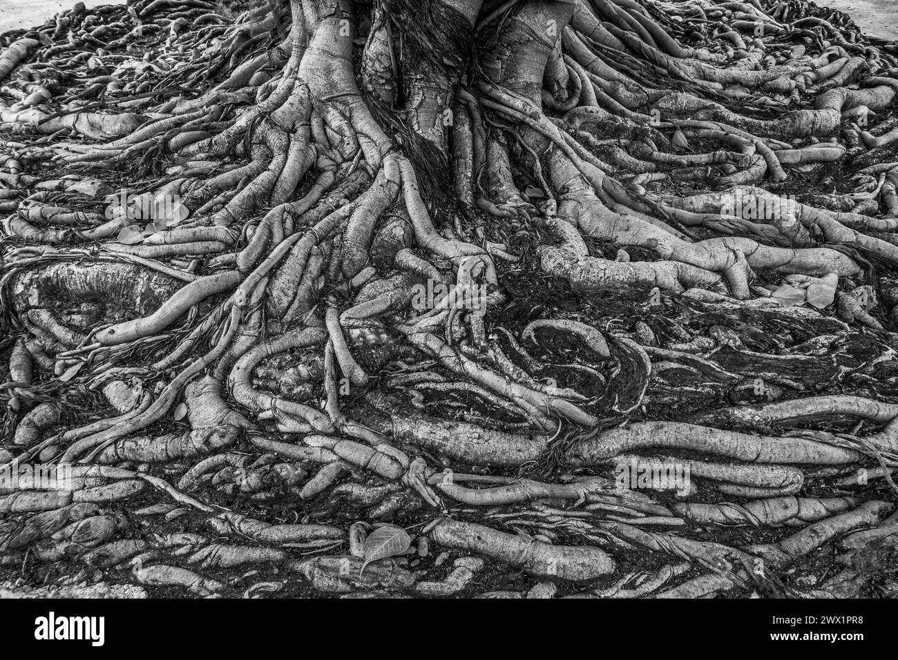 Like worms Black and White Stock Photos & Images - Alamy