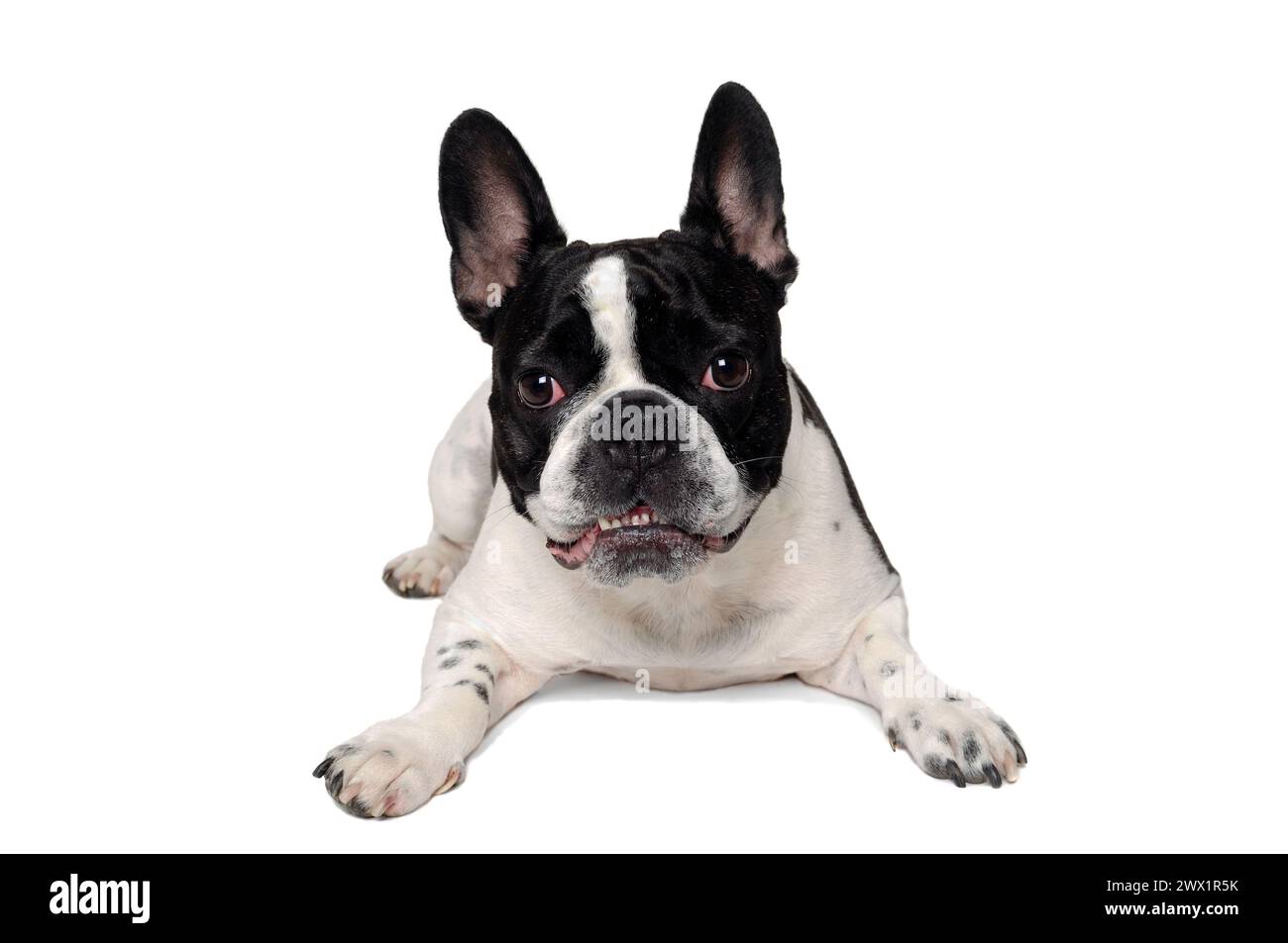 Sweet tiny french bulldog Cut Out Stock Images & Pictures - Alamy