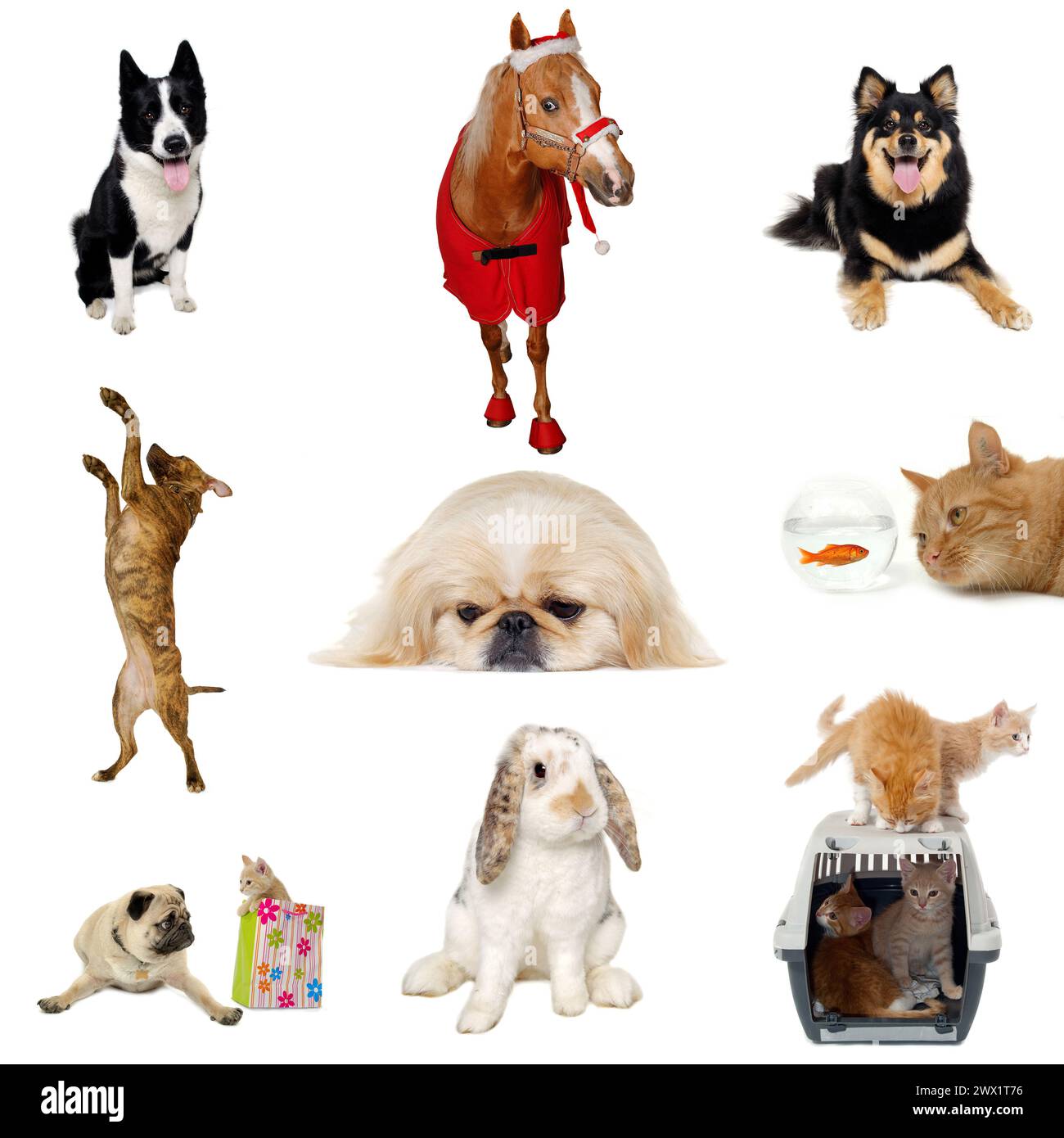 Cats bear hi-res stock photography and images - Alamy