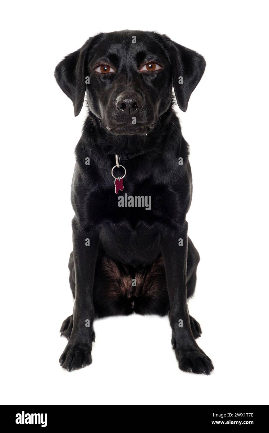 therianthrope labrador retriever dog with human eyes isolated on a ...