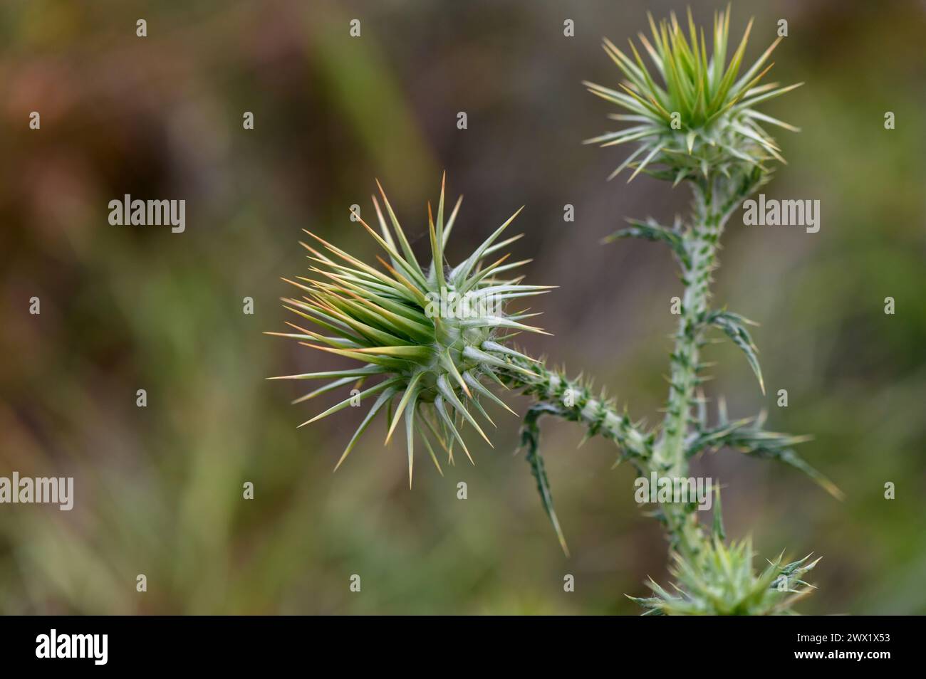 Thistle flowers in the forest in Cyprus Herbal remedy Silybum marianum ...