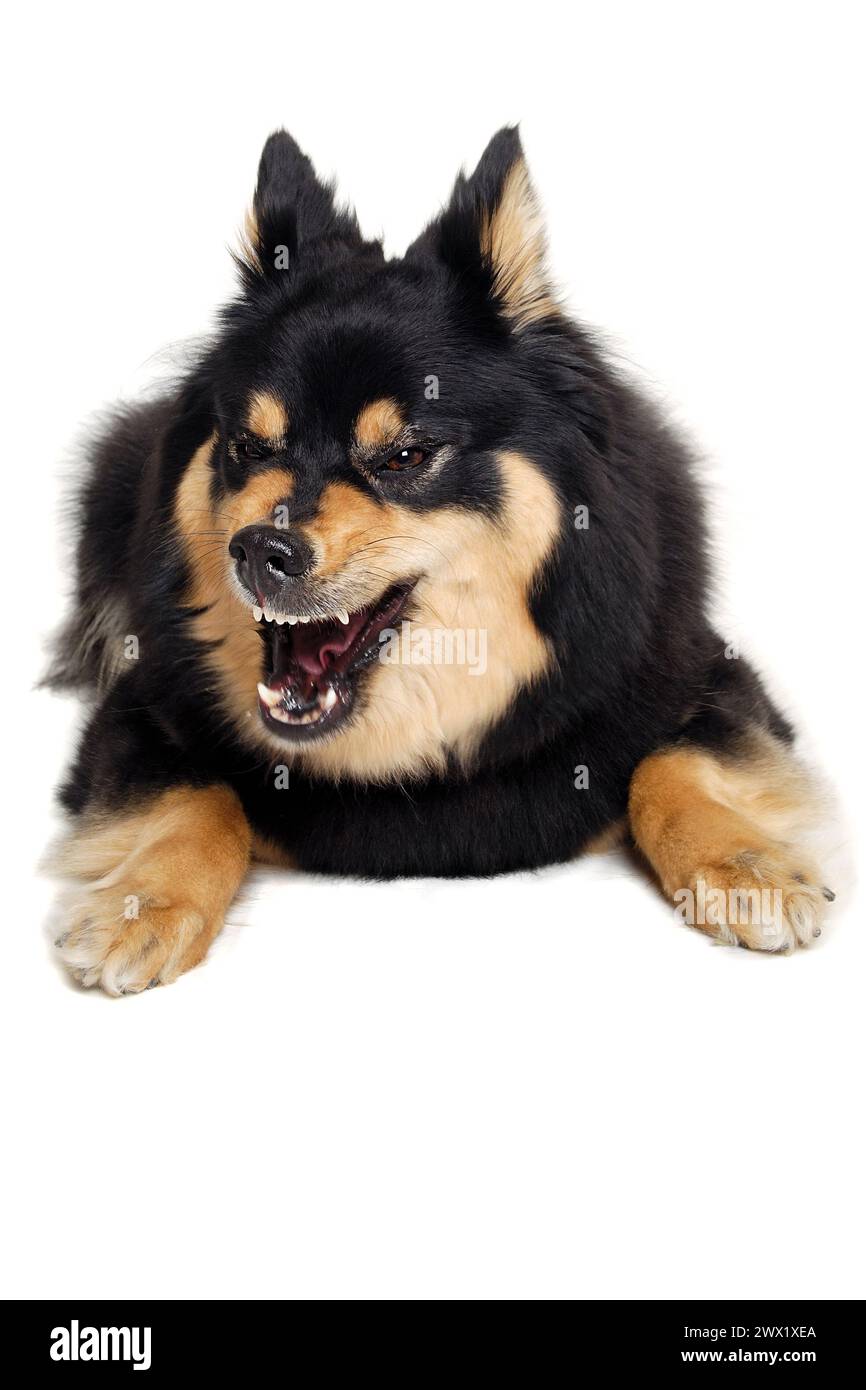 Angry Finnish Lapphund dog resting. Isolated on a white background ...