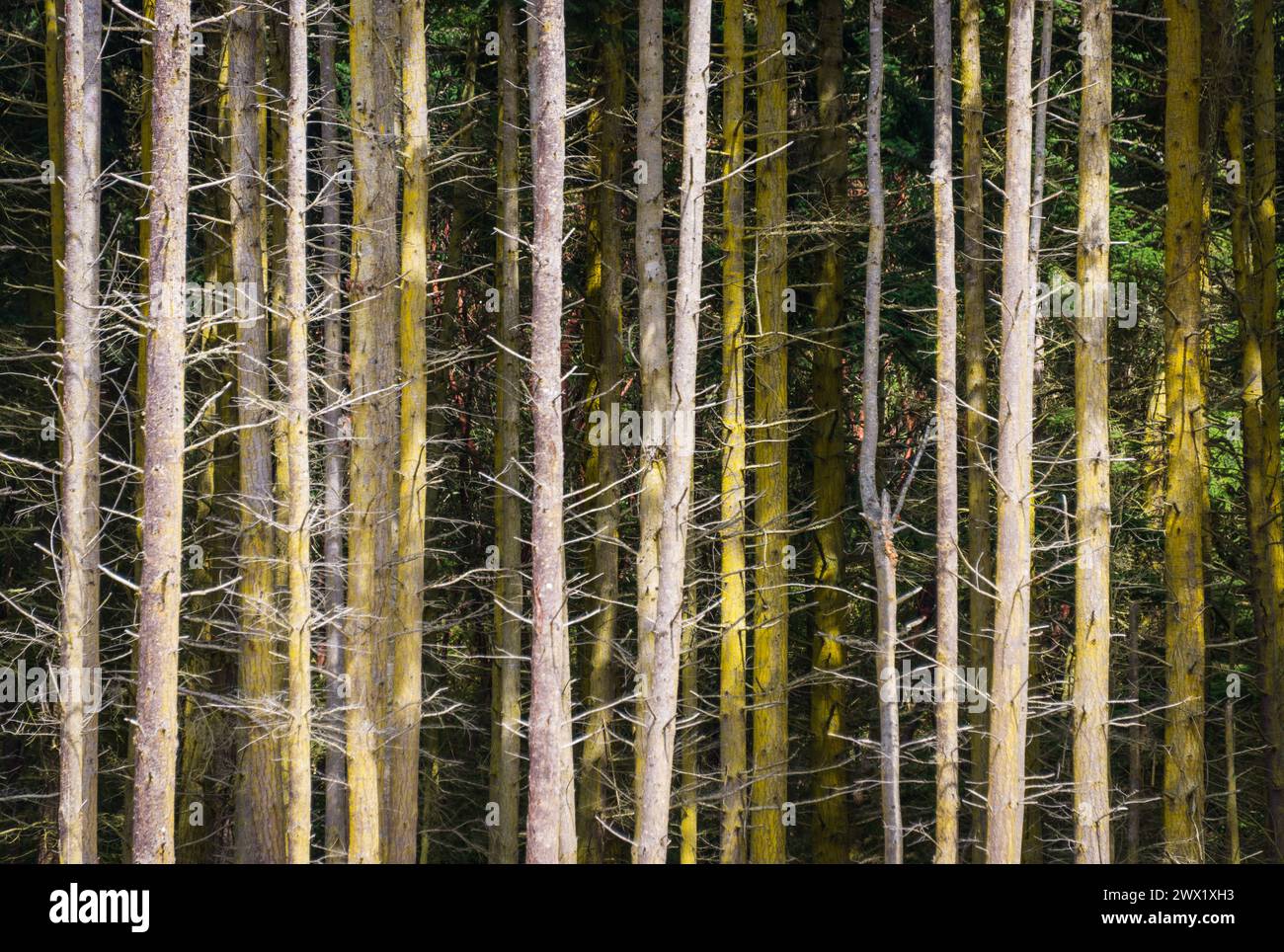 The Treeline at Fort Ebey State Park in Washington State, USA Stock ...