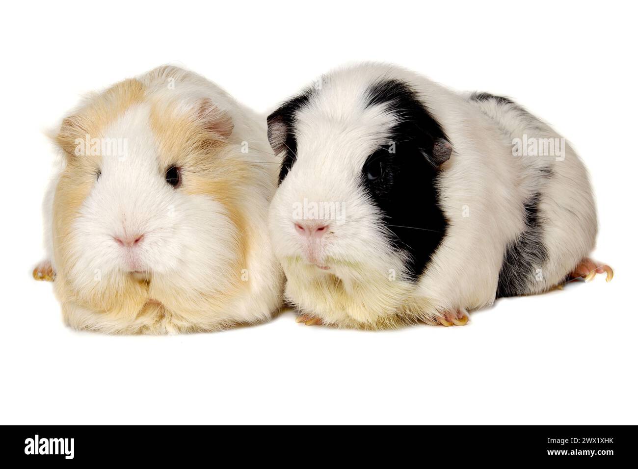 Two Guinea pigs isolated on a clean white background Stock Photo - Alamy