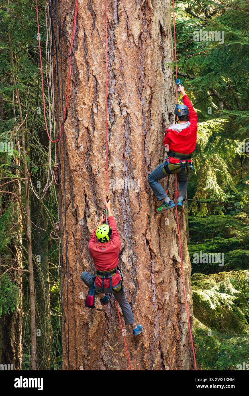 Tree Climbers at Deception Pass State Park, Washington's most-visited ...