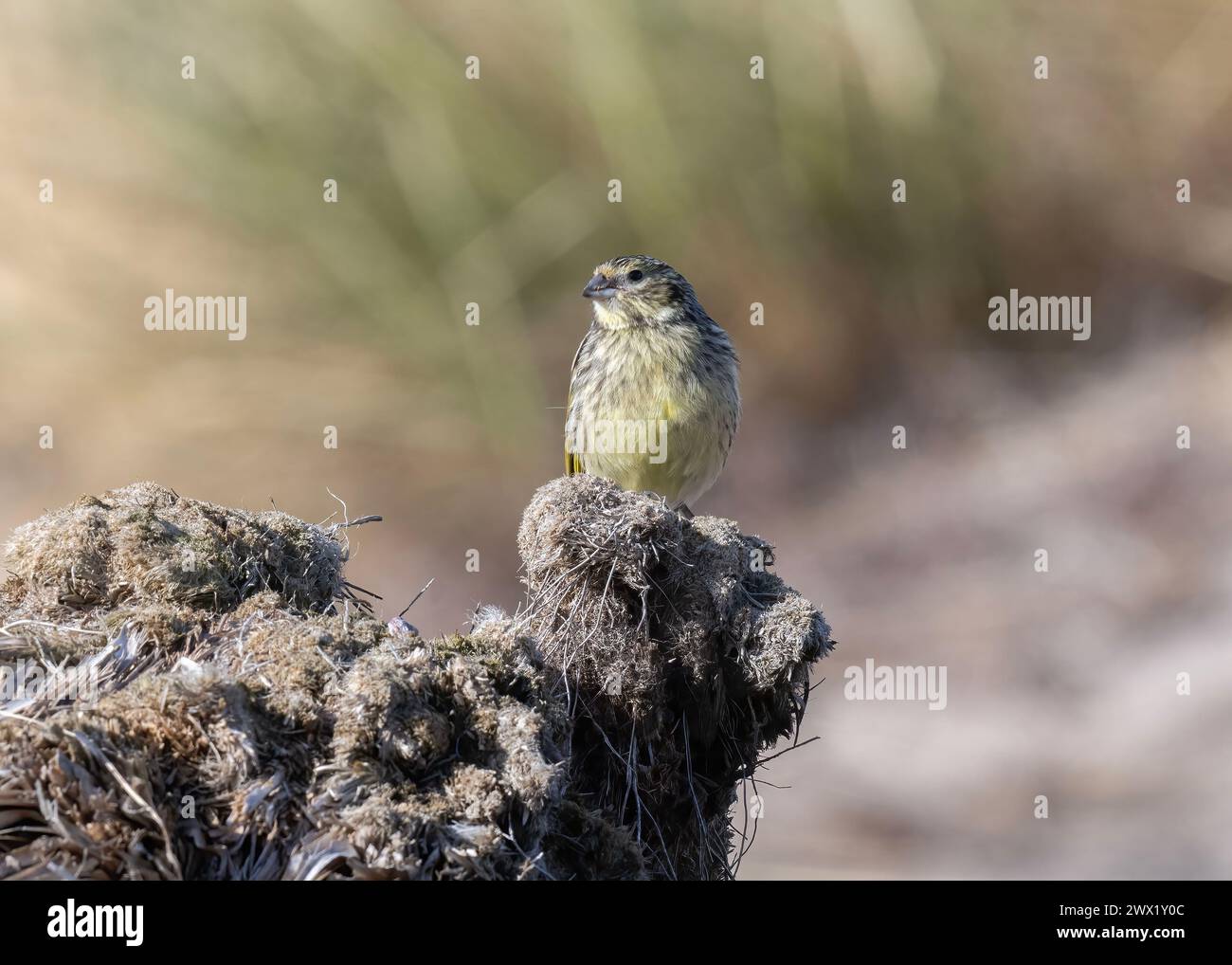 Finch white bridled melanodera melanodera hi-res stock photography and ...