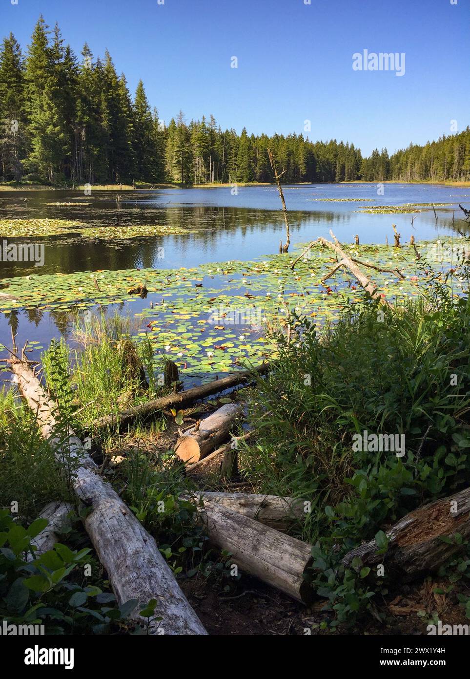 Deer Park Pond in Port Orchard Washington State, USA Stock Photo - Alamy