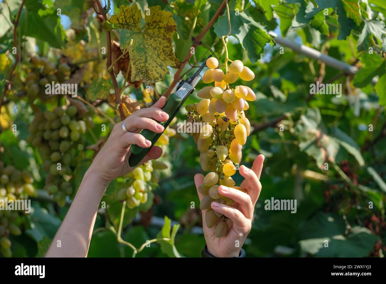 Close up of Worker's Hands Cutting White Grapes from vines during wine harvest in Italian ...