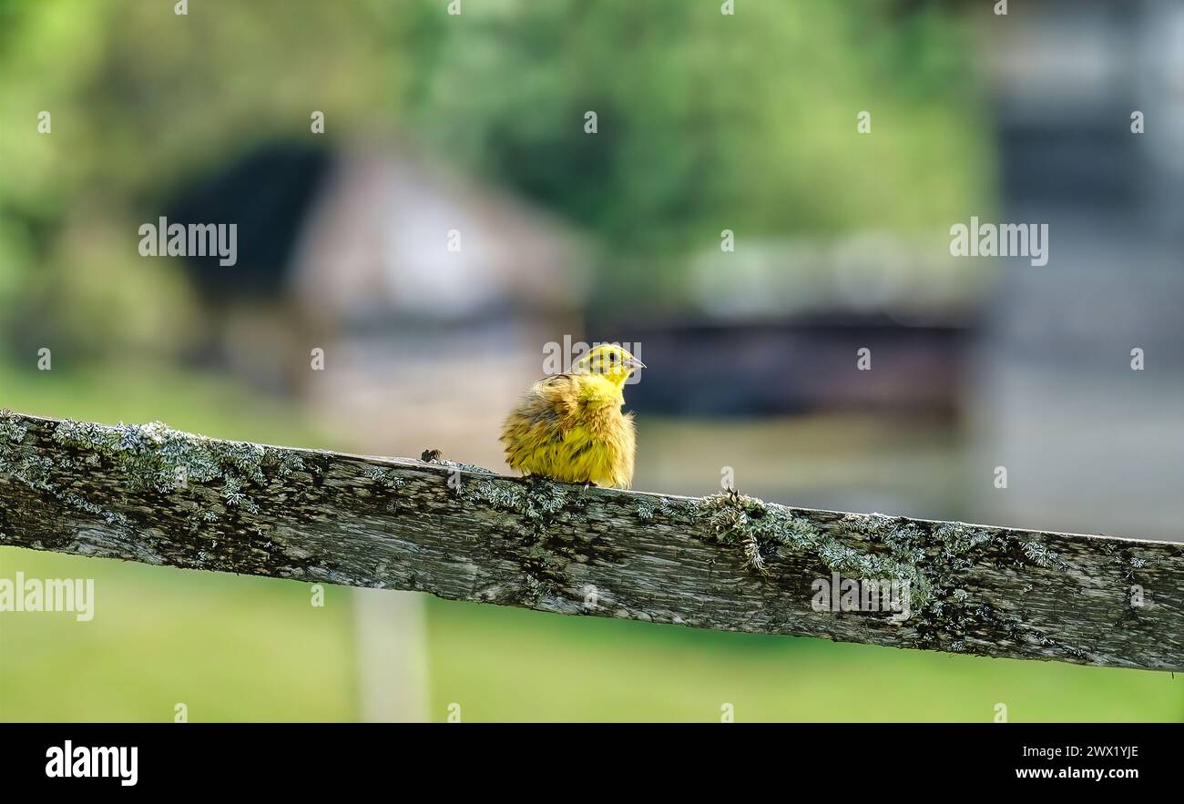 Wing flapper hi-res stock photography and images - Alamy
