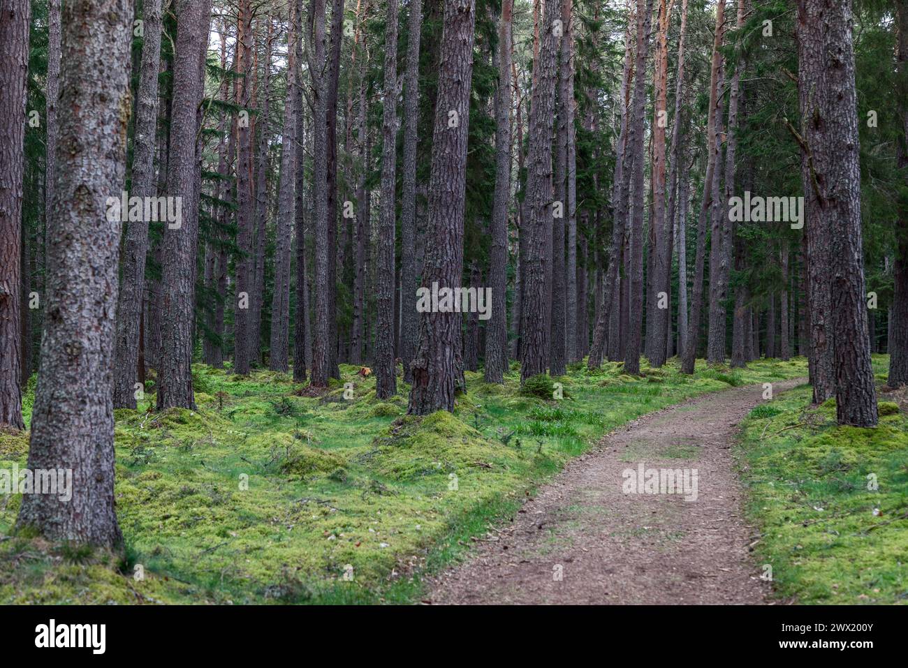 A winding path through a dense Scottish pine forest, inviting ...