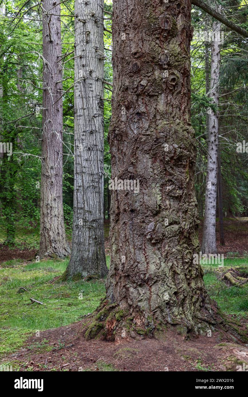 Dense texture hi-res stock photography and images - Alamy