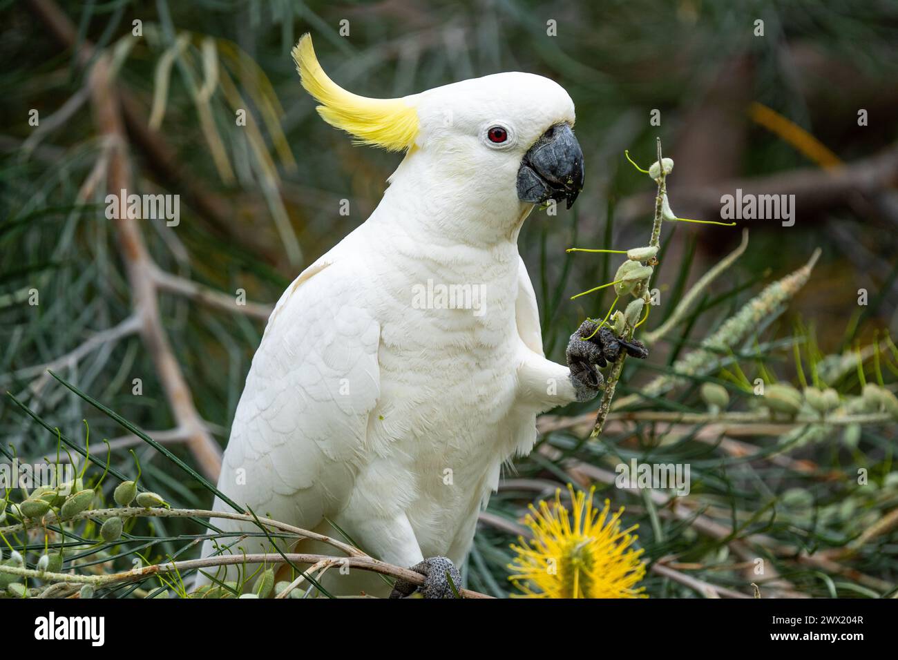 Wild cockatoo on Magnetic Island, Australia Stock Photo - Alamy