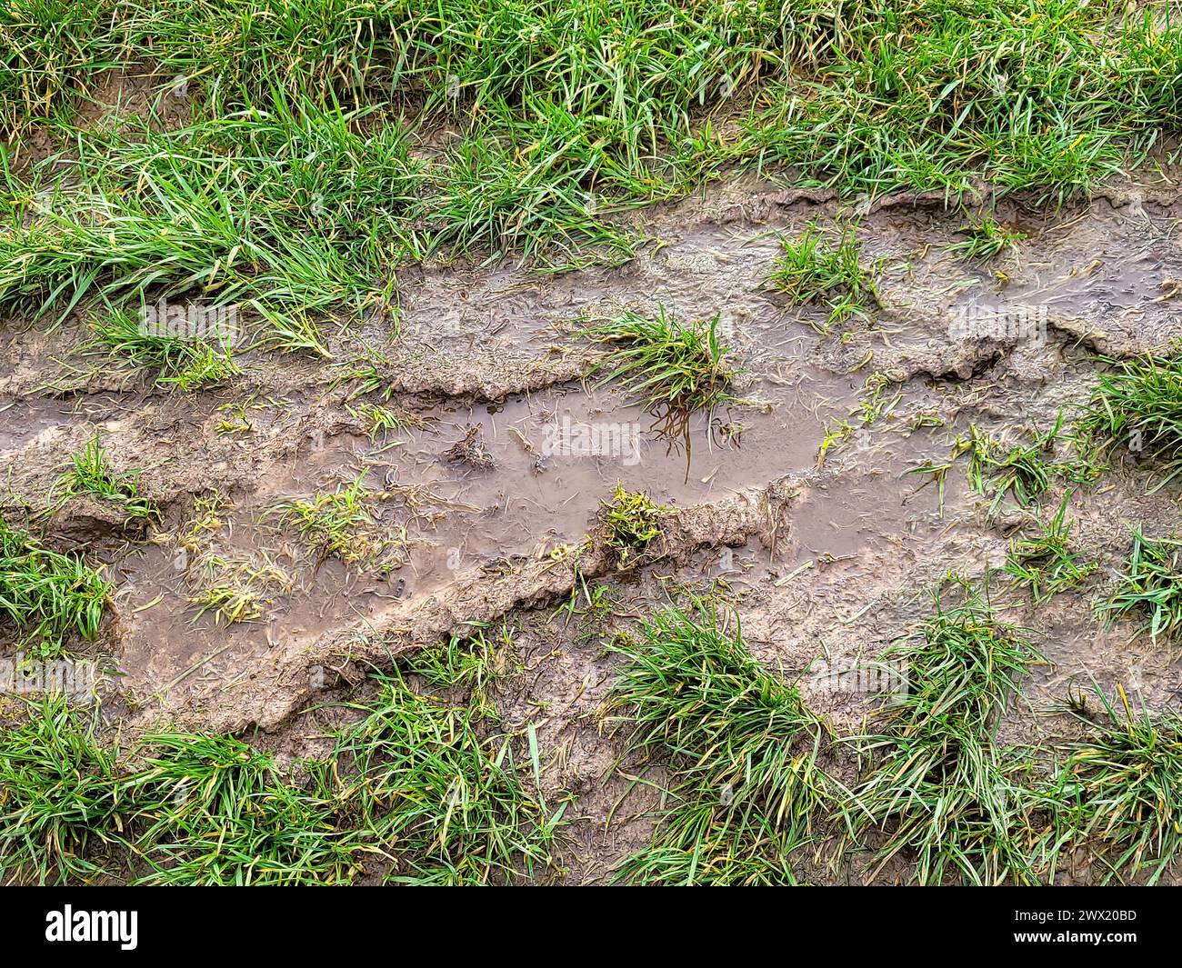 Puddle after continuous rain in nature with green grass Stock Photo - Alamy