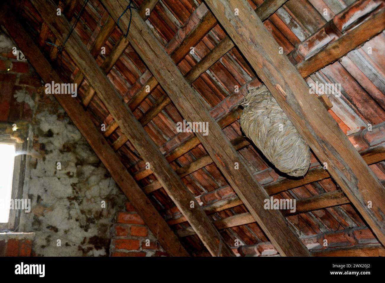 Empty Wasp nest under an old house roof by the roof tiles Stock Photo ...